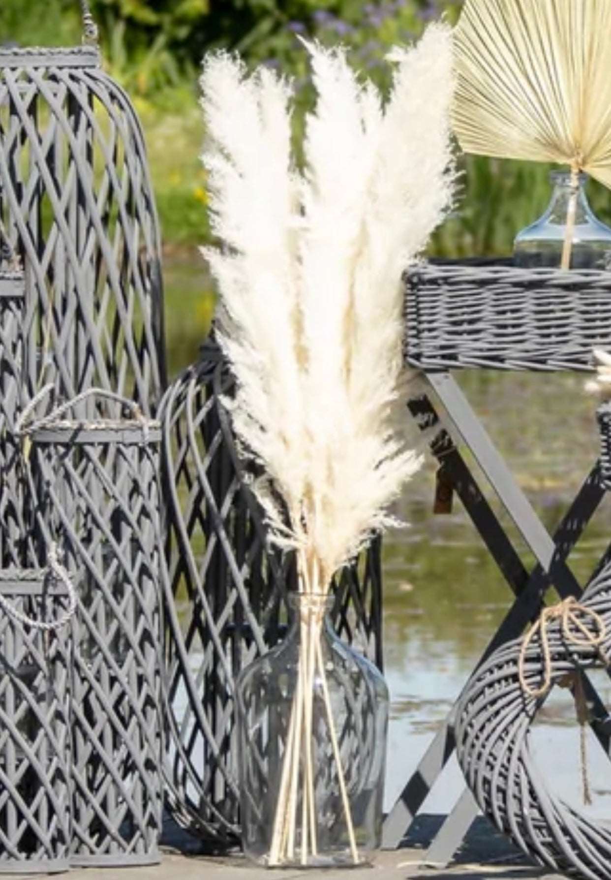 Pampas grass stems store